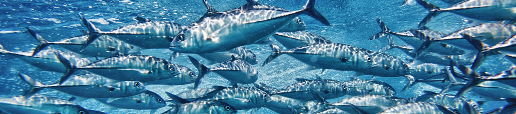 Seasoft - CAI Software